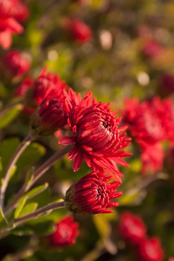 Saturated Red Daisy Flower stock image. Image of plant - 45925677