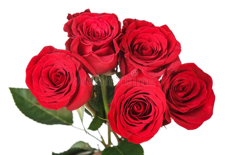 Saturated red perfect rose stock photo. Image of anniversary - 66001794
