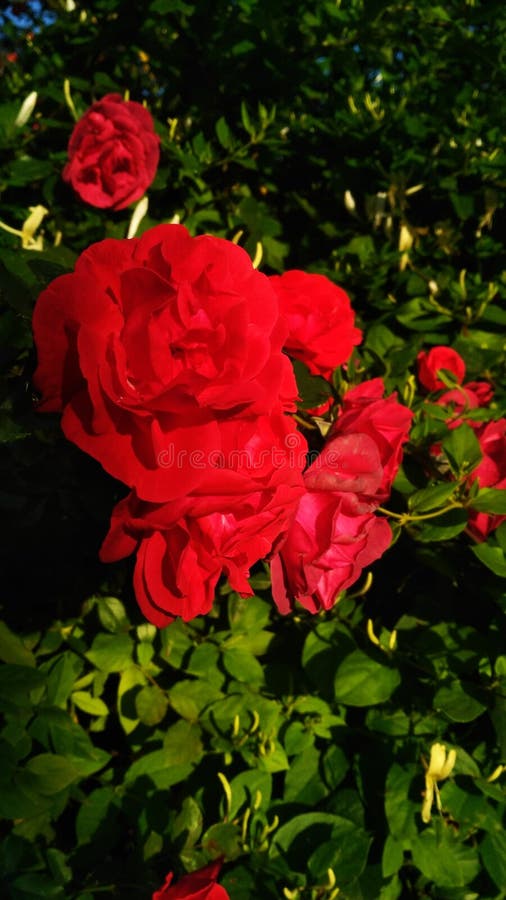 Saturated red roses stock photo. Image of petal, tulip - 192827190