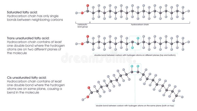 Unsaturated Fat Molecule What's The Difference Between Saturated And