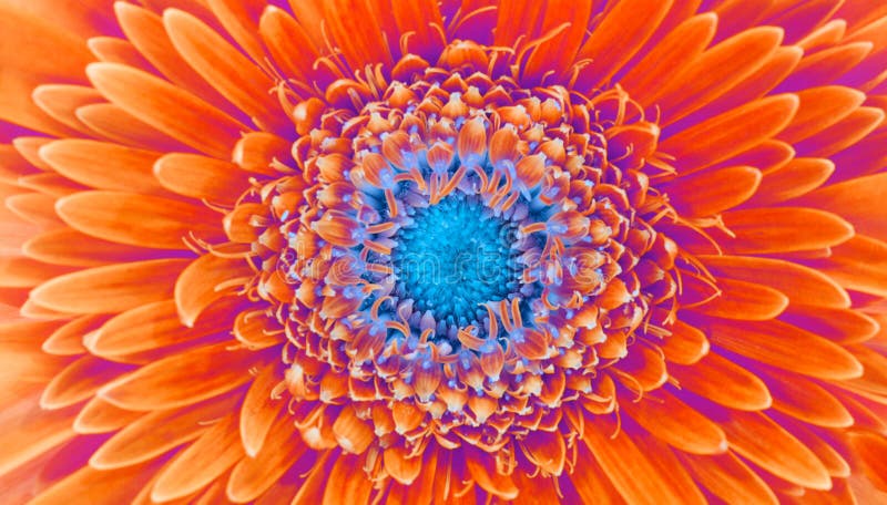 Saturation Luminosity Color. Gerbera Flower Closeup Background Stock ...