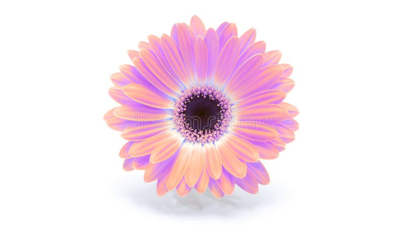 Ultraviolet Sunflower Stock Photos - Free & Royalty-Free Stock Photos ...