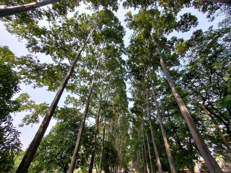 Saturday Morning at BKT stock image. Image of forest - 266371389