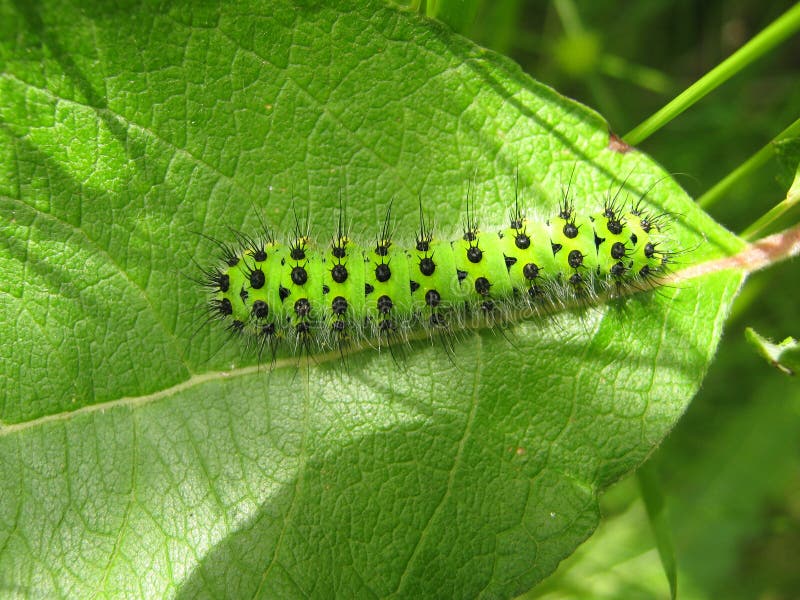 Green caterpillar stock photo. Image of saturniinae, small - 37412280