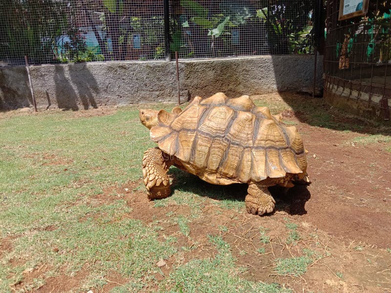 Satwa reptile jungle stock image. Image of fikri, edukasi - 264945027