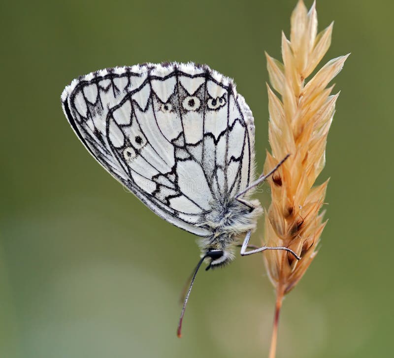 Satyrid butterfly stock image. Image of wings, vermin - 2800003