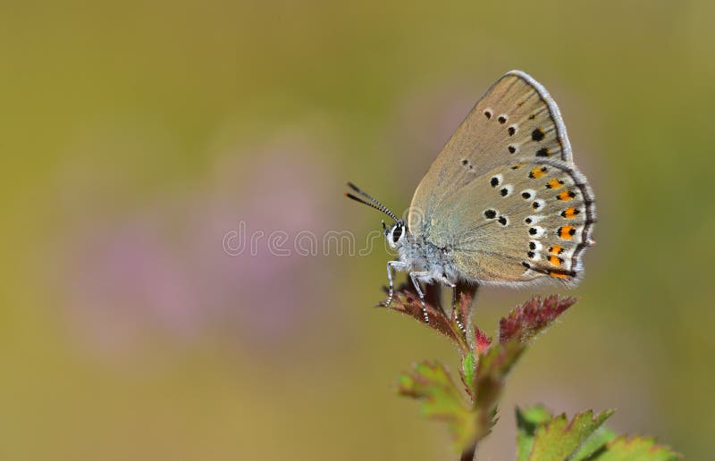Satyrium ledereri 440 stock photo. Image of brenthis - 306003670