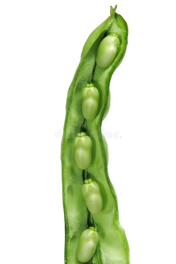 Saubohne stockbild. Bild von glocke, getrennt, gesund - 13647209