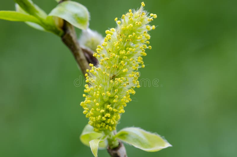 Sauce En Flor a Principios De Primavera Foto de archivo - Imagen de ...