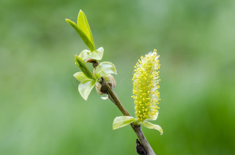 Sauce En Flor a Principios De Primavera Imagen de archivo - Imagen de ...