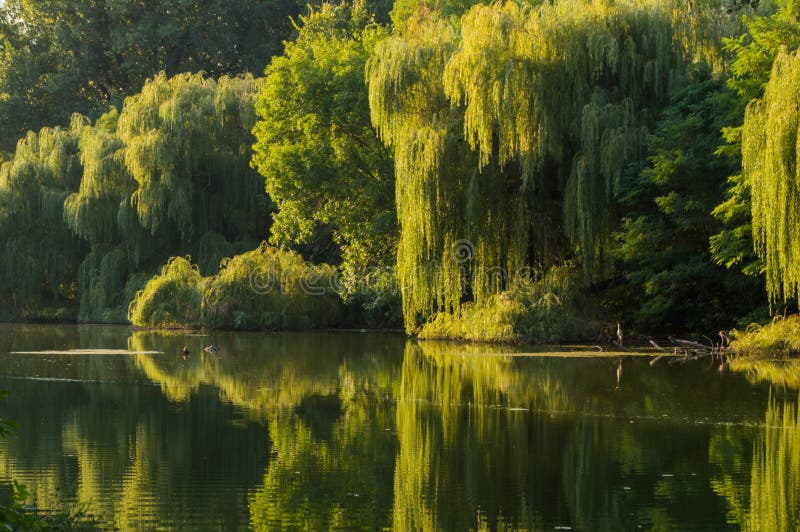 Sauce por el río en sol. imagen de archivo. Imagen de resorte - 8787579