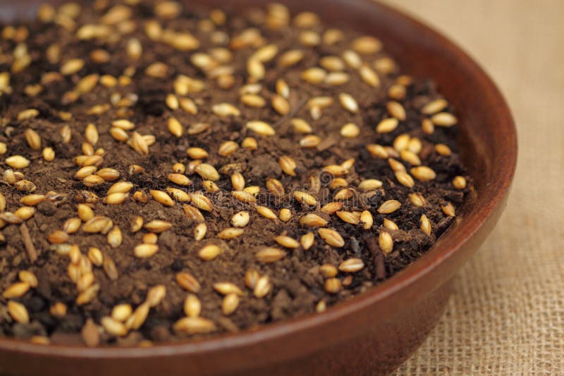 Saucer with Seeds for Easter Decoration Stock Photo - Image of spring ...