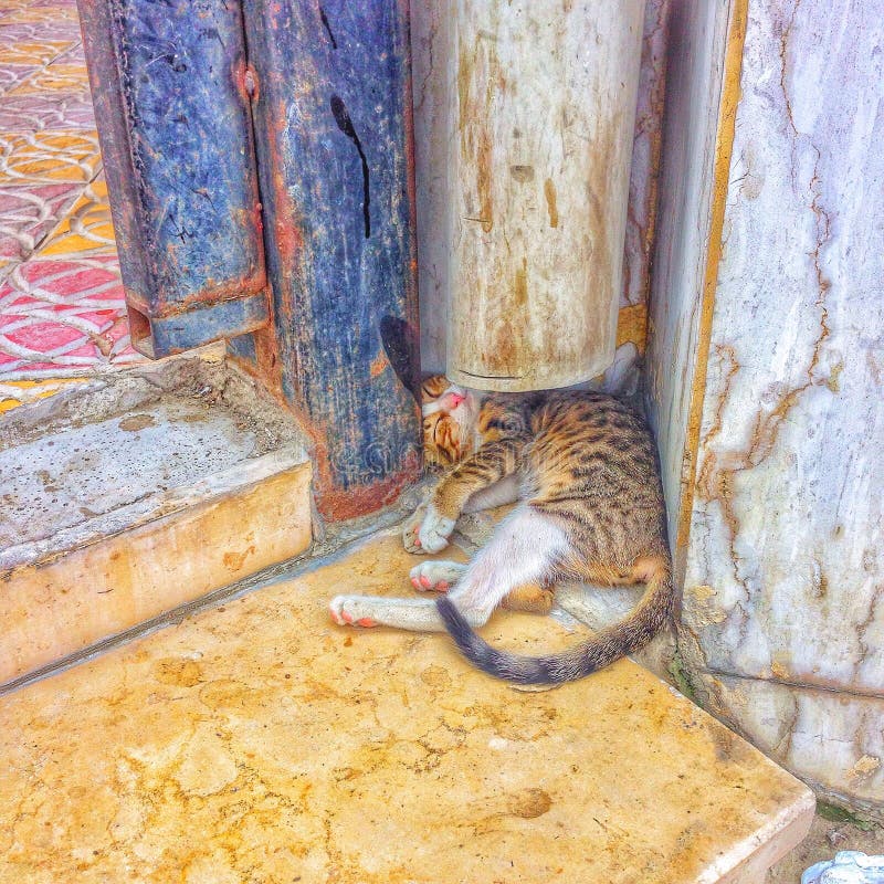 Saudi Arabia Makkah 2015 Cat Editorial Image - Image of dffort, makkah ... Saudi Arabia Makkah 2015 Cat Editorial Image - Image of dffort, makkah ...