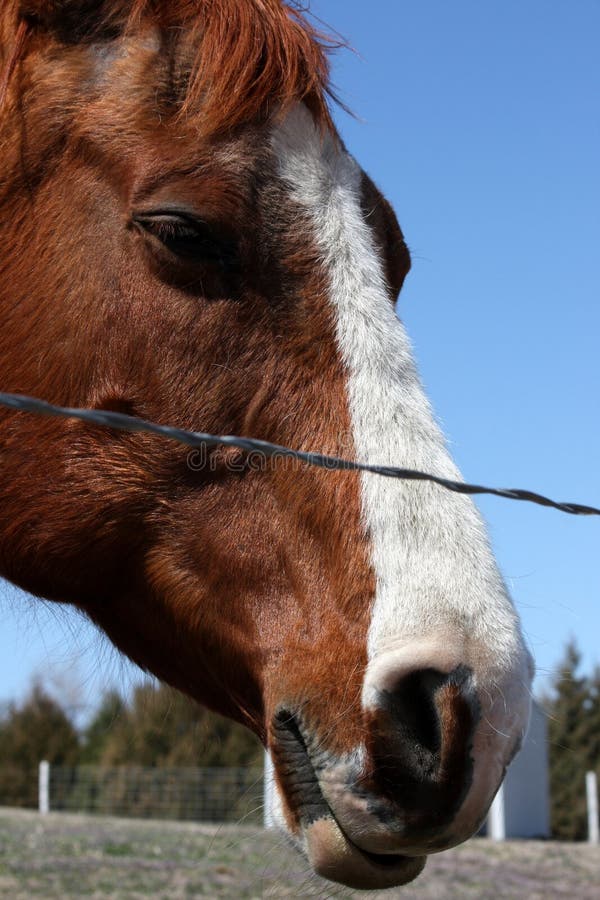 Sorrel Horse Head stockbild. Bild von markierung, weide - 9037097