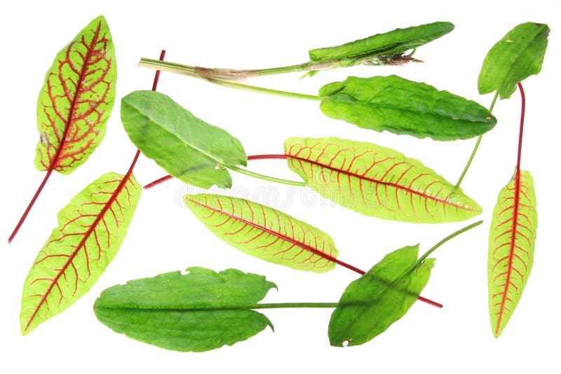 Sauerampfer Und Blutsauerampfer Stockbild - Bild von kräuter, spinat ...