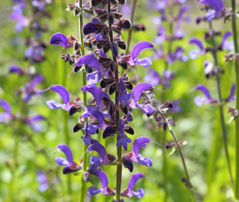 Sauge sauvage photo stock. Image of poli, botanique, fleur - 24453900