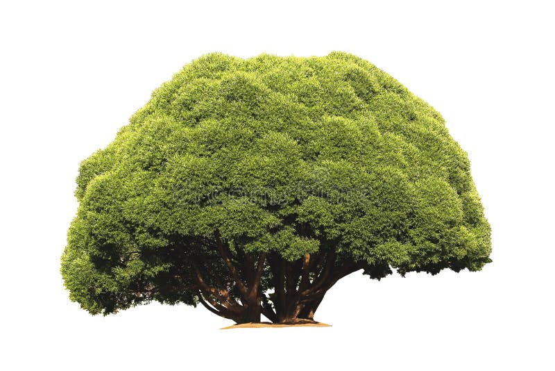 Saule cassant image stock. Image du arbre, feuillage - 10648915