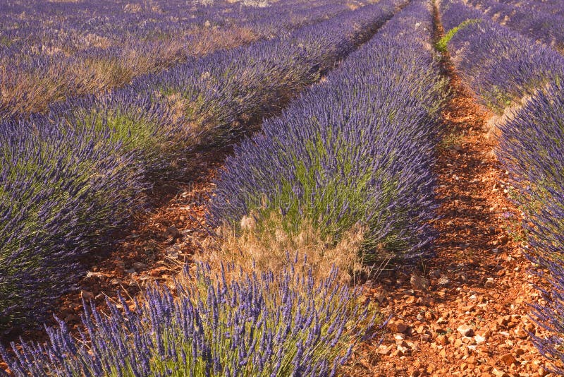 Sault lavender stock image. Image of purple, france, provence - 28067833