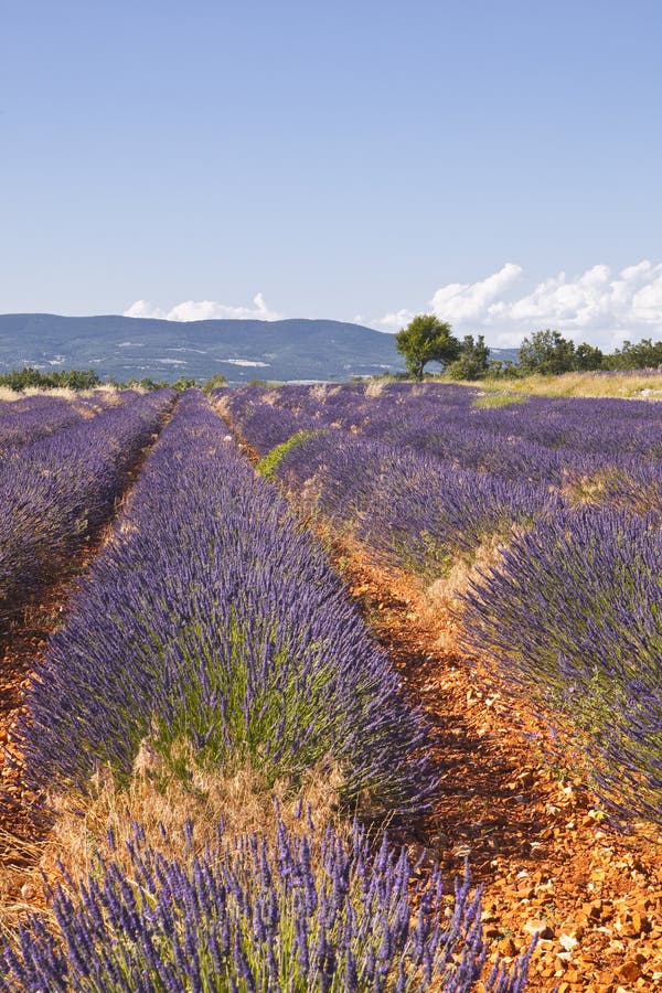 Sault lavender stock image. Image of colorful, provancal - 33301637