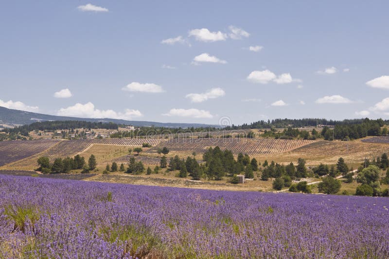Sault lavender scene stock image. Image of rows, herbal - 28067955