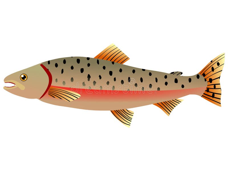 Saumons Stock Illustrations, Vecteurs, & Clipart – (45,387 Stock ...