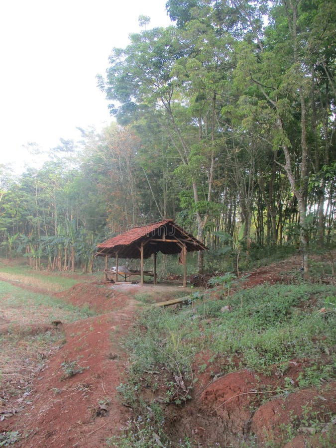 Saung the Farmers on the Edge of the Fields Stock Photo - Image of ...