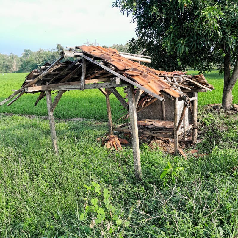 Saung in the Middle of a Green Expanse of Rice Fields Where Farmers ...