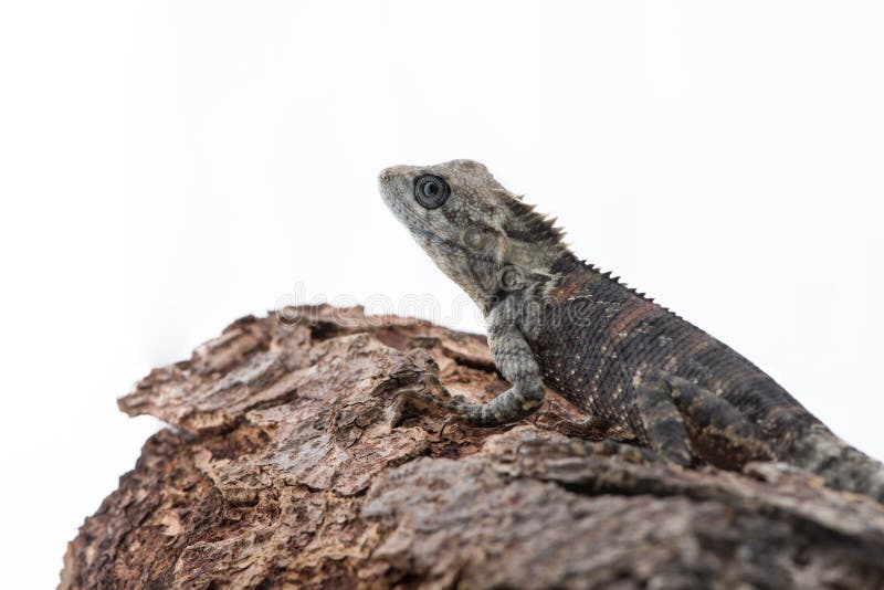 Sauria De Lacertilia Sur Le Fond Blanc Photo stock - Image du oriental ...