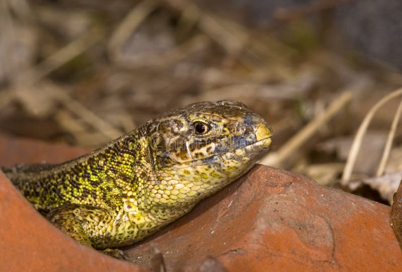 Saurian stock photo. Image of animal, animals, saurian - 13945448