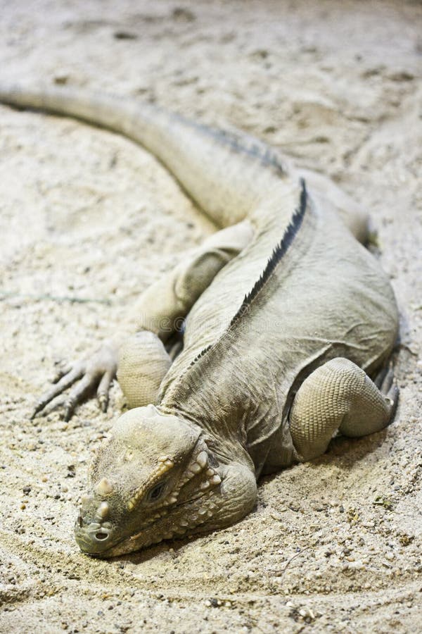 Saurian stock image. Image of lizard, creature, detail - 49797959