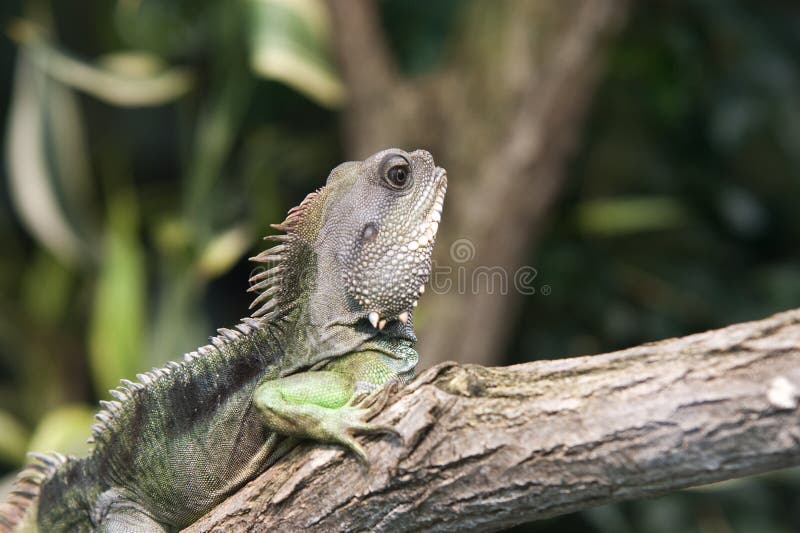Saurio foto de archivo. Imagen de tropical, lluvia, reptil - 19840618