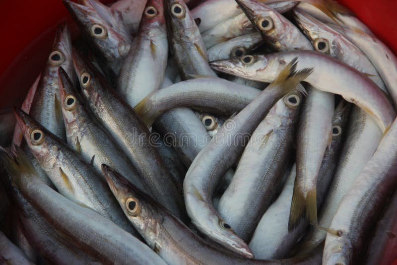 Un lavabo del saurio imagen de archivo. Imagen de travieso - 43208427