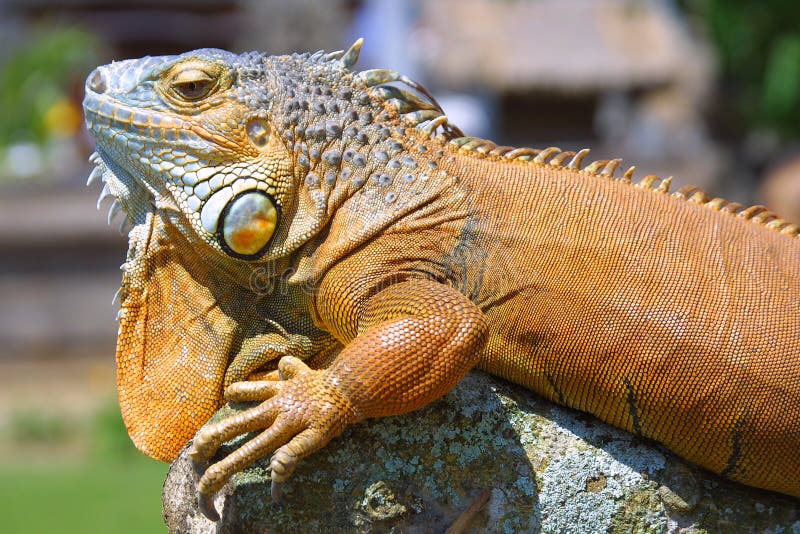 Saurio foto de archivo. Imagen de barbudo, terrario, lagarto - 16481840