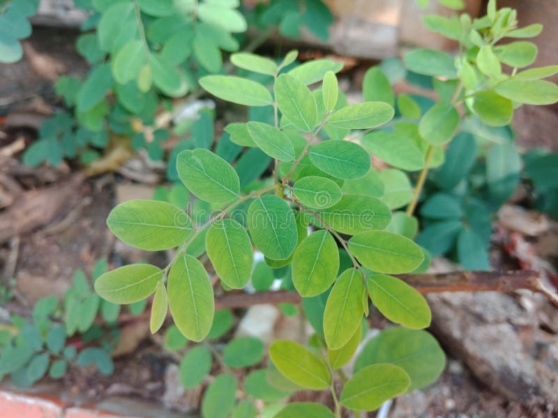 Sauropus Androgynus Or Sweet Leaf Farm Stock Image - Image of fresh ...