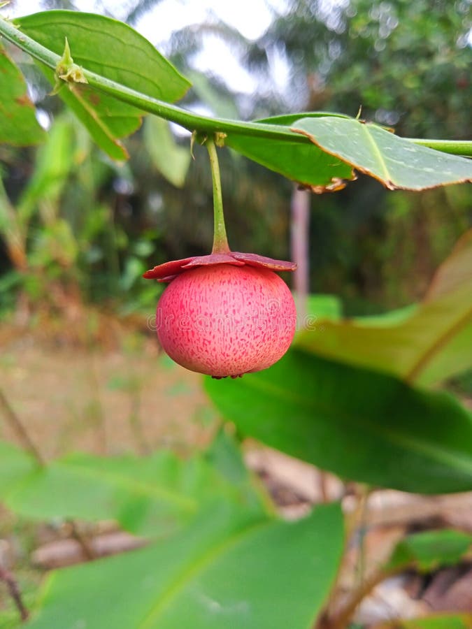 Sauropus Androgynus Fruit Also Known As Katuk in Indonesia Stock Photo ...