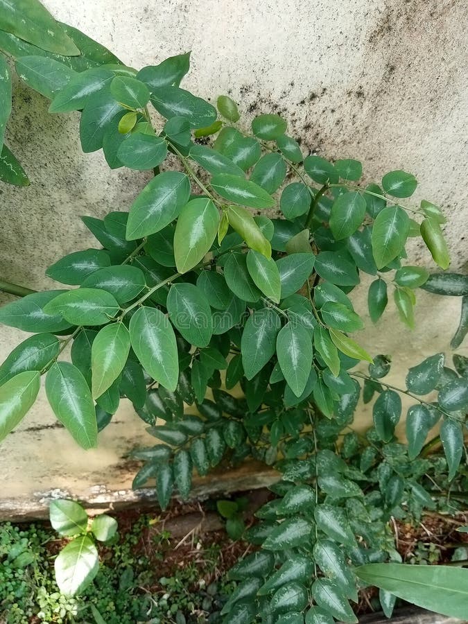 Sauropus Androgynus Katuk Leaf Vegetable? Stock Photo - Image of ...