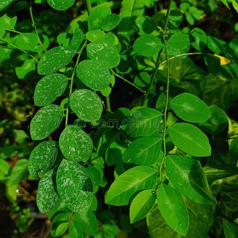 Sauropus Androgynus or Sweet Leaf are Plants that are Commonly Found in ...