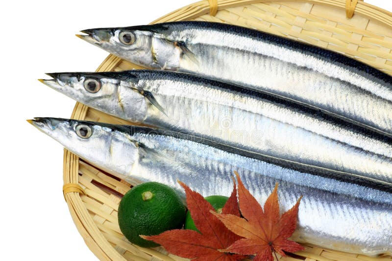 Two Nice Shaped Pacific Saury Cololabis Saira / Mackerel Pike / Stock ...