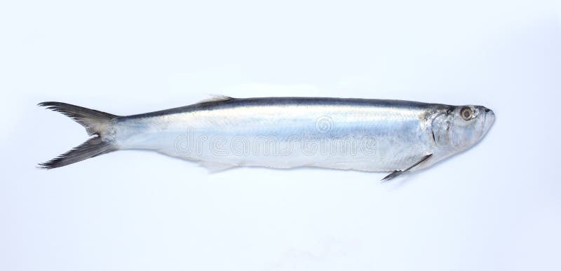 Saury fish stock photo. Image of saury, tail, fins, local - 12210022