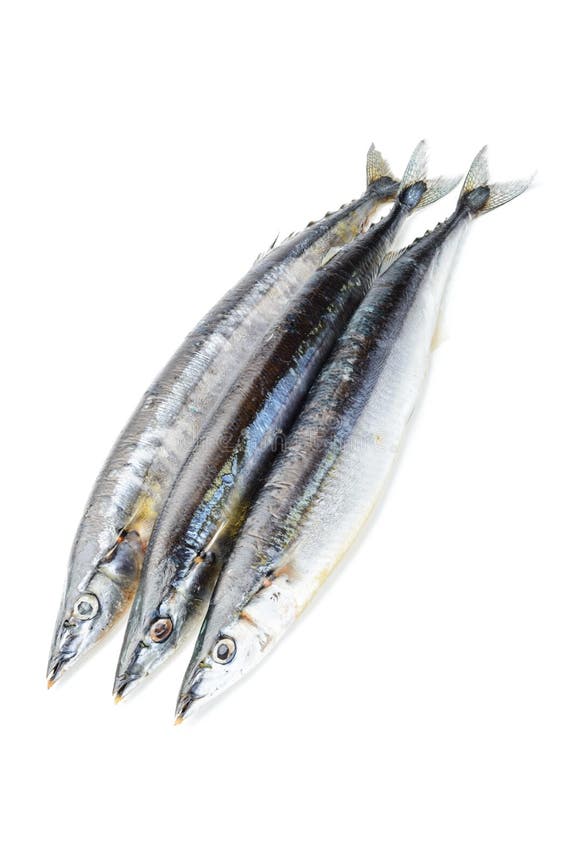 Saury fish stock image. Image of entire, autumn, pacific - 58889755