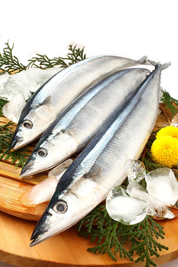 Saury stock image. Image of sanma, isolate, cook, cooking - 15614469