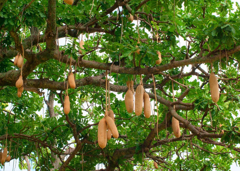 Sausage tree fruit stock photo. Image of woody, tropical - 33106126