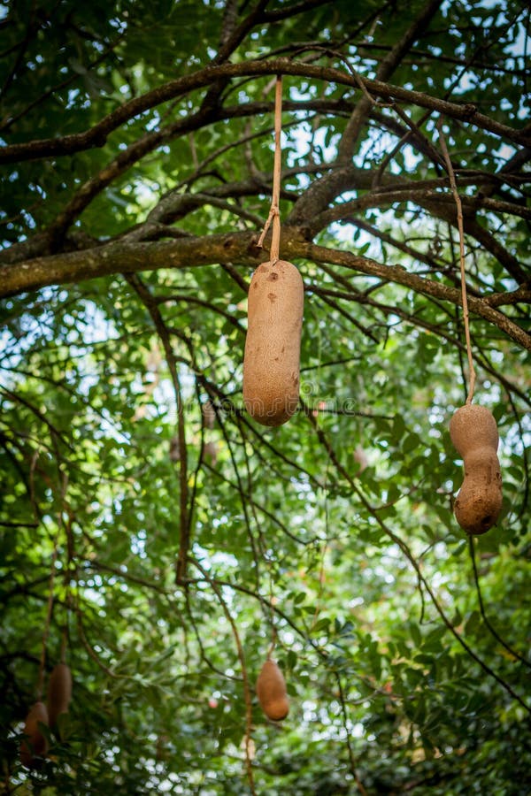 Sausage Tree Fruit - Kigelia Africana Plant. Stock Photo - Image of ...