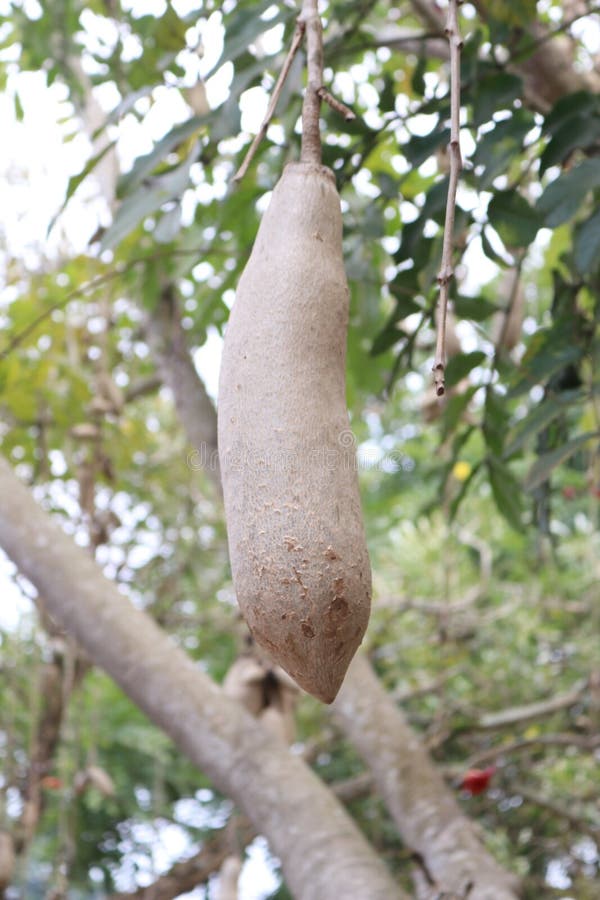 Sausage Tree or Kigelia Fruit Hanging on the Tree Close-up Shot Stock ...