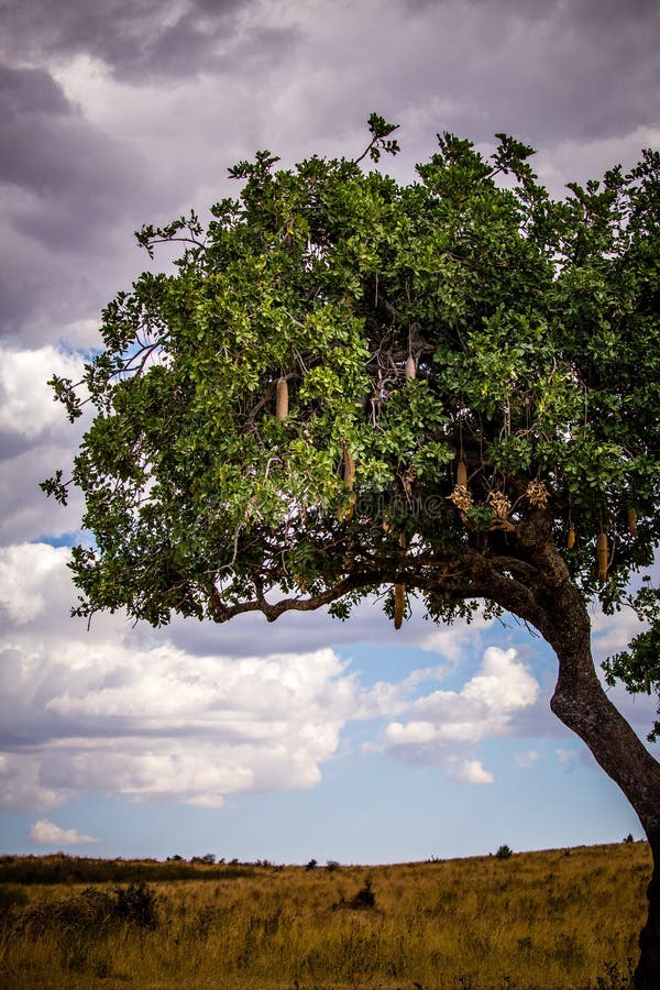 Sausage tree in Masai Mara stock photo. Image of ecosystem - 60975406