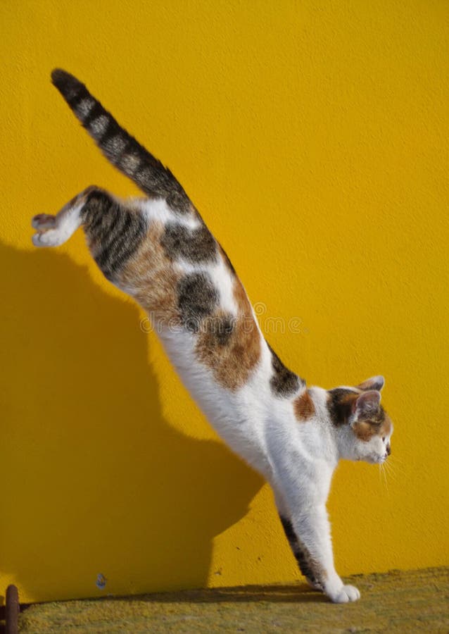 Saut de plein vol de chat photo stock. Image of brancher - 115652480
