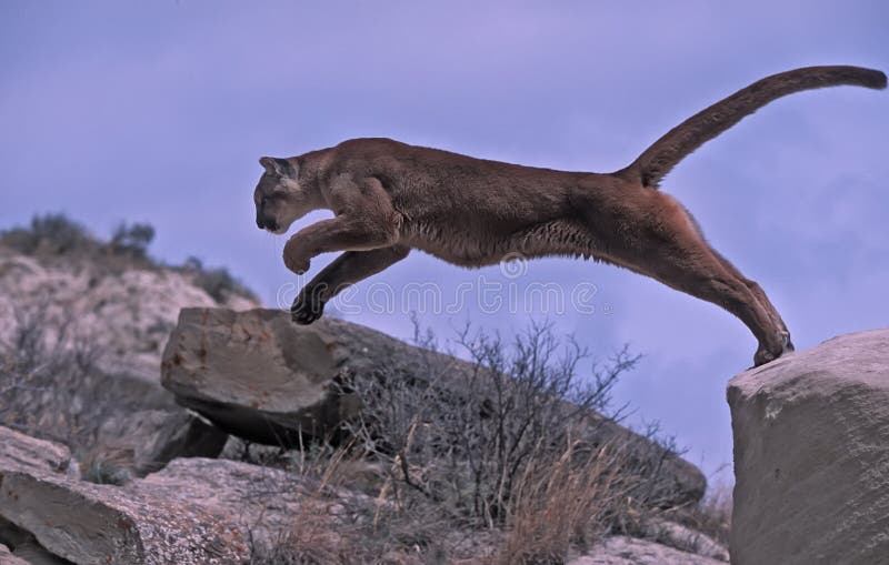 Saut de puma image stock. Image du nature, puma, chat - 6388897