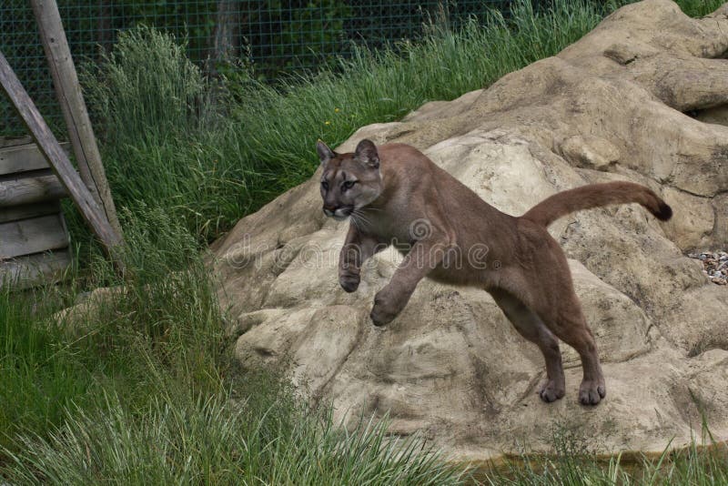 Saut du puma image stock. Image du chat, pattes, montagne - 79058853