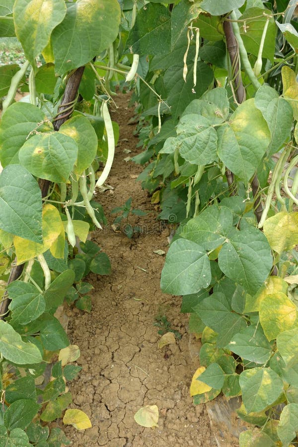 Sauteed Green Beans fields stock image. Image of fruit - 41766683