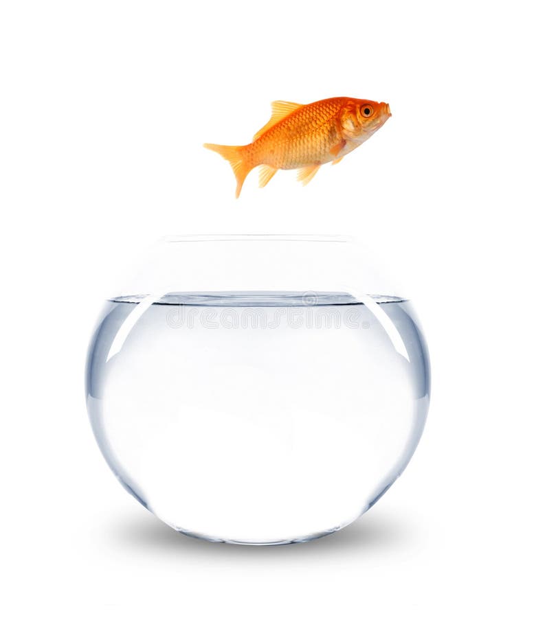 Sauter De Poisson Rouge De La Cuvette Image stock - Image of poissons ...